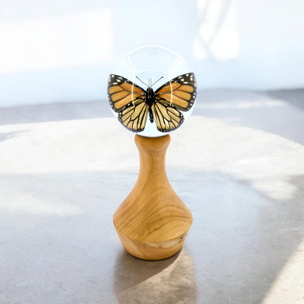 Monarch Butterfly - So Cute Flowers Australia